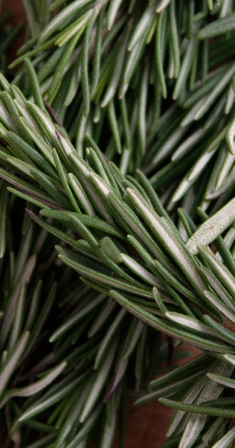 Romarin pour Cheveux : Découvrez la Recette Miracle